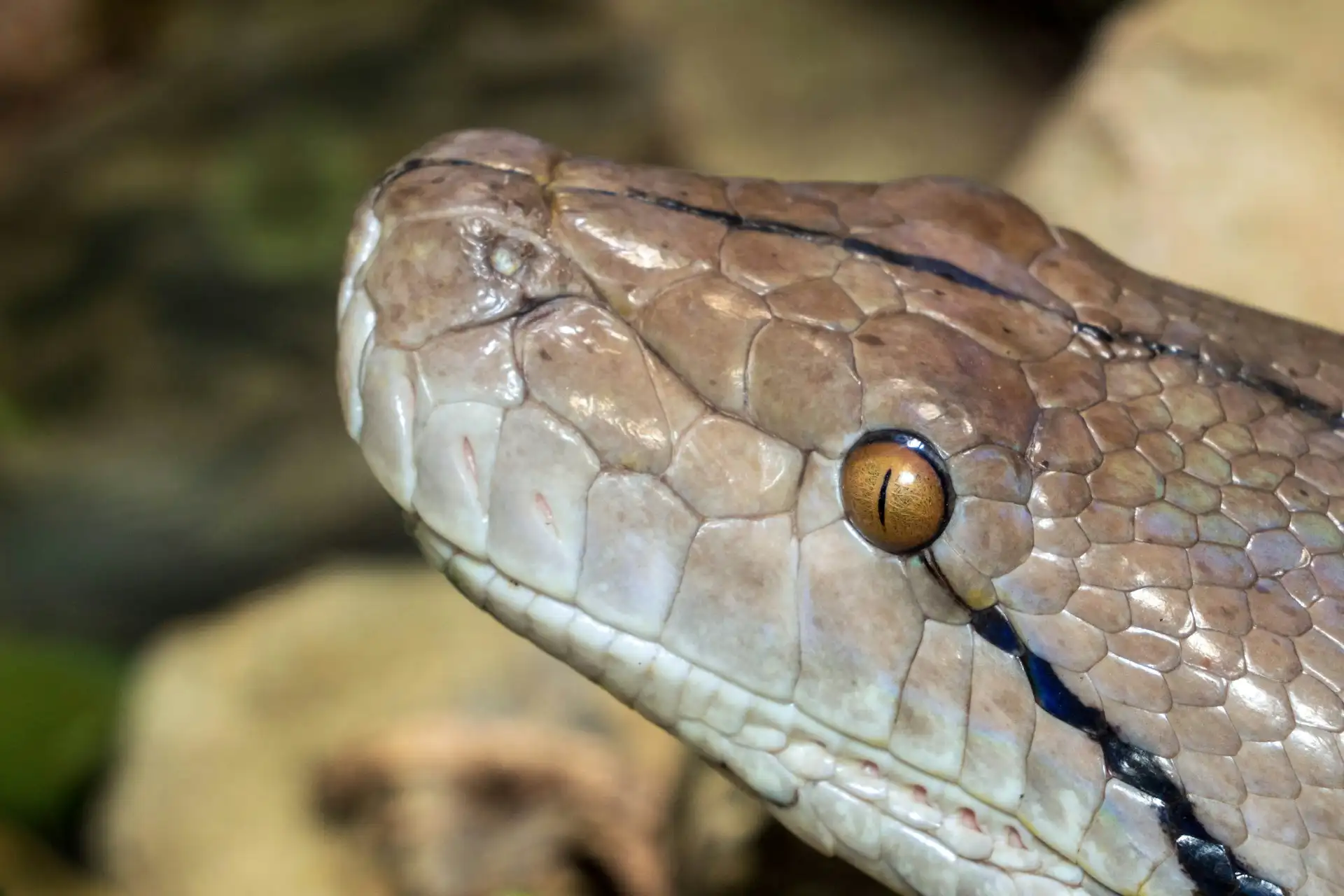 Pitón reticulada | Animalesporelmundo